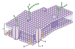 The diagram shows the structure of a plasma membrane.